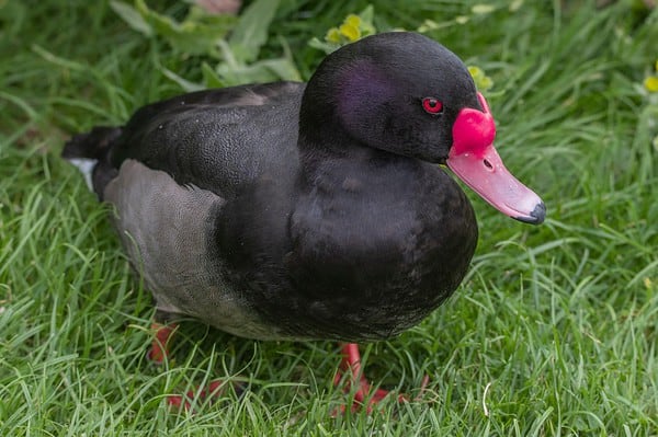 Discover 17 Birds With Beautiful Multicolor Beaks - A-Z Animals