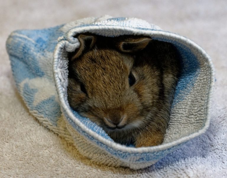 How to Care For a Wild Baby Rabbit: 5 Steps to Take If You Encounter ...