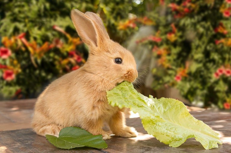 Yes, Rabbits Can Eat Cabbage! But Follow These 5 Tips - A-Z Animals
