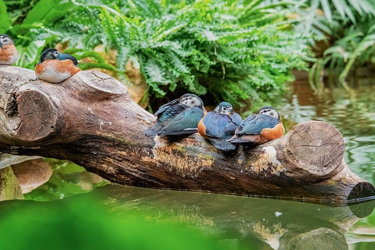 Meet the African Pygmy Goose, the Smallest Waterfowl in the World - A-Z ...