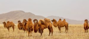 Male vs Female Camels: 5 Key Differences - A-Z Animals
