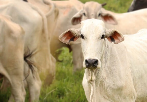 300+ Perfect Cow Names - A-Z Animals