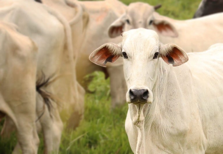 300+ Perfect Cow Names - A-Z Animals