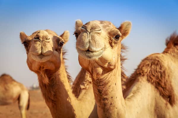 Male vs Female Camels: 5 Key Differences - A-Z Animals