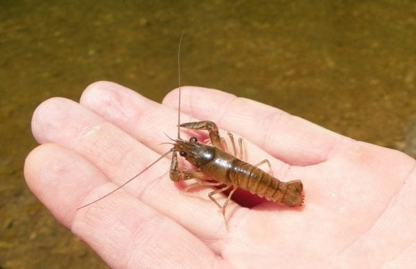 Baby Lobster: 7 Pictures and 7 Incredible Facts - A-Z Animals