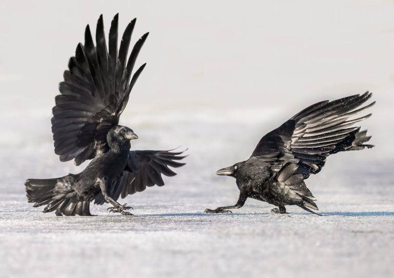 Are Crows Bad Luck? 5 Myths About Crows, Debunked - A-Z Animals