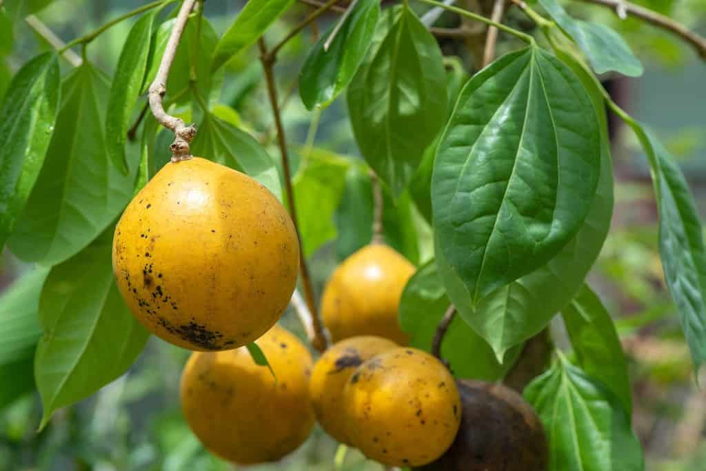 The 10 Most Dangerous Fruits in the World - A-Z Animals