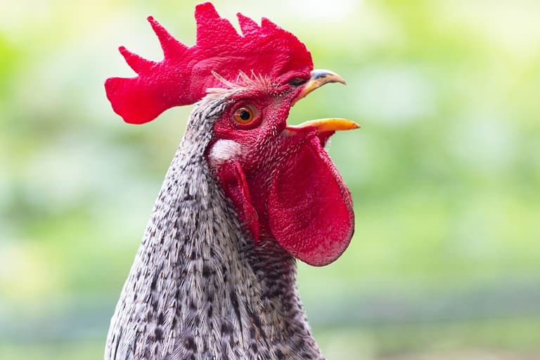 Why Chickens Sing Egg Songs and Other Quirky Bird Behaviors - A-Z Animals