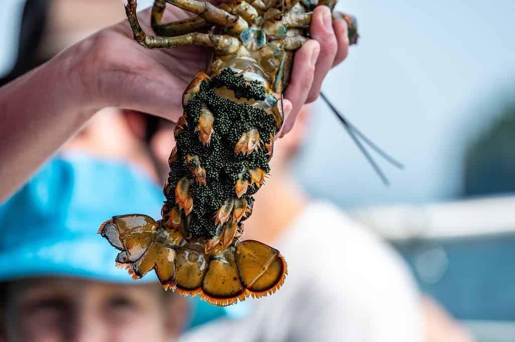 Baby Lobster: 7 Pictures and 7 Incredible Facts - A-Z Animals
