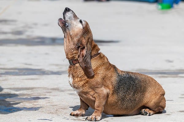 Are Basset Hounds the Most Troublesome Dogs? 12 Common Complaints About ...