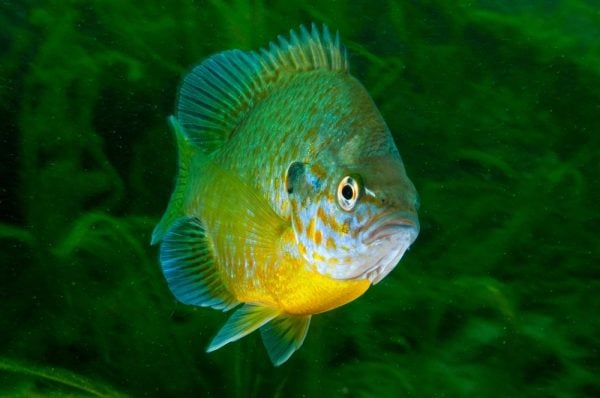 All of the Freshwater Fish and Animals Living in the Hudson River - A-Z ...