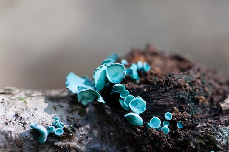 5 Types of Blue Mushrooms - A-Z Animals