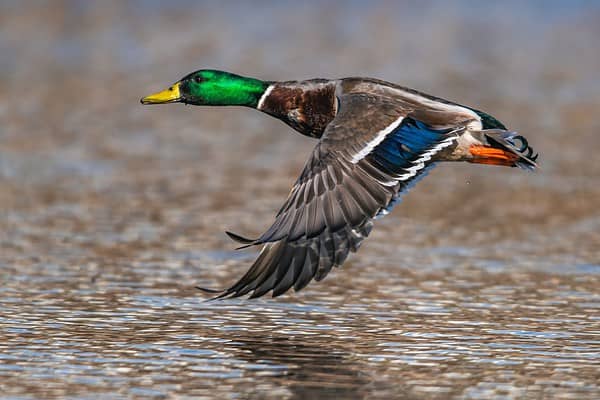Discover the 15 Most Colorful Wild Ducks and Where You Can See Them - A ...