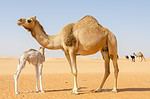 How Long Can a Camel Go Without Water? - A-Z Animals