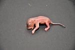 How to Care for a Baby Squirrel: 6 Steps to Take If You Encounter One ...