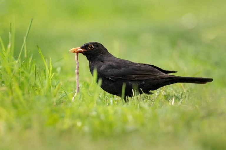 Bird Teeth: Do Birds Have Teeth? - A-Z Animals