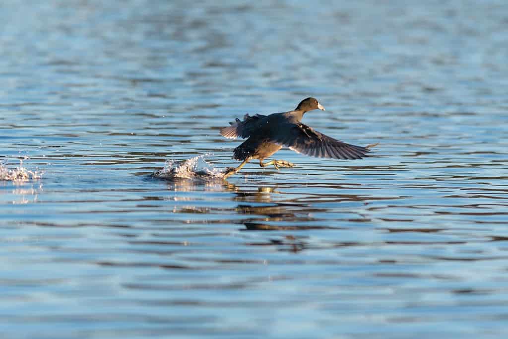 Discover the American Coot, the Bird that Looks Like a Duck, but Isn’t ...