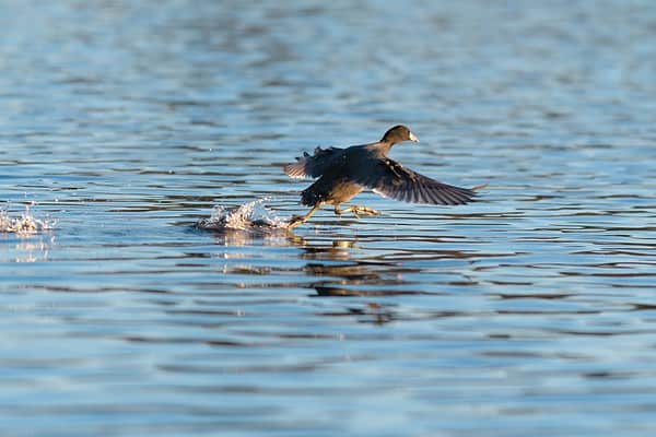 Discover the American Coot, the Bird that Looks Like a Duck, but Isn’t ...