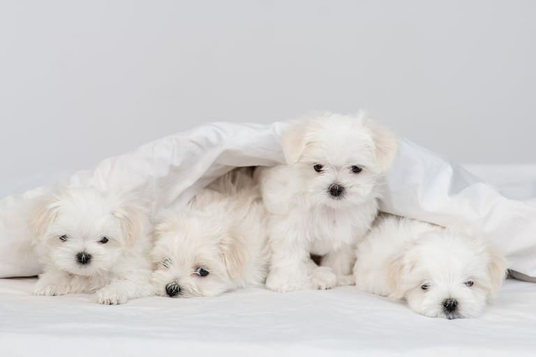 Maltese Colors and Markings - A-Z Animals