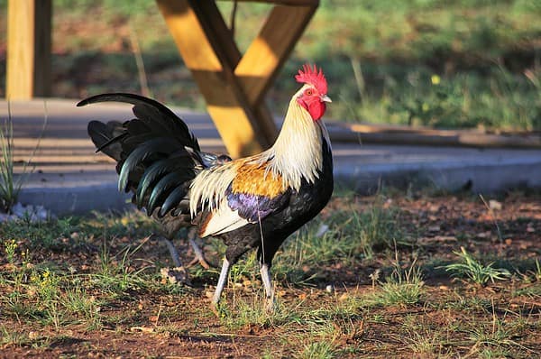 161 Great and Clever Names for Any Rooster - A-Z Animals