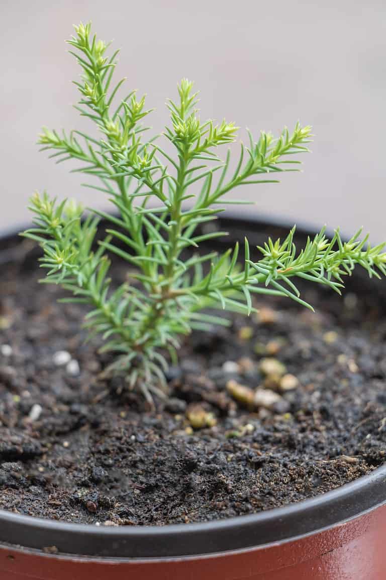 Sequoia vs. Douglas Fir Tree: 5 Differences Between These Towering ...