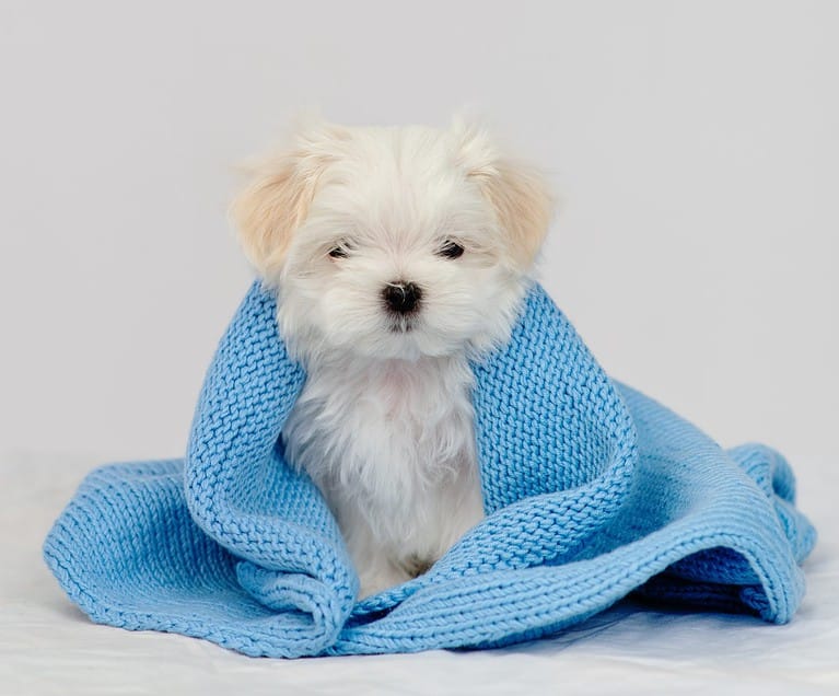 Maltese Colors and Markings - A-Z Animals