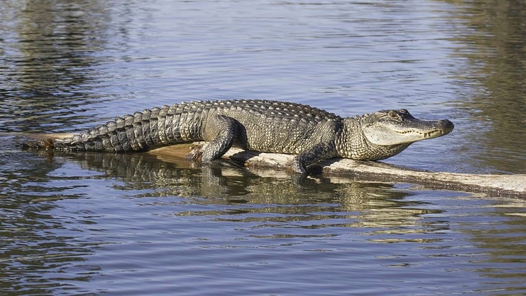 The Top 5 Most Alligator-Inhabited Rivers in Texas - A-Z Animals
