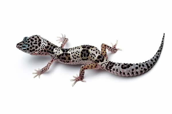 These 14 Animal-Inspired Inventions Are Changing the World - A-Z Animals