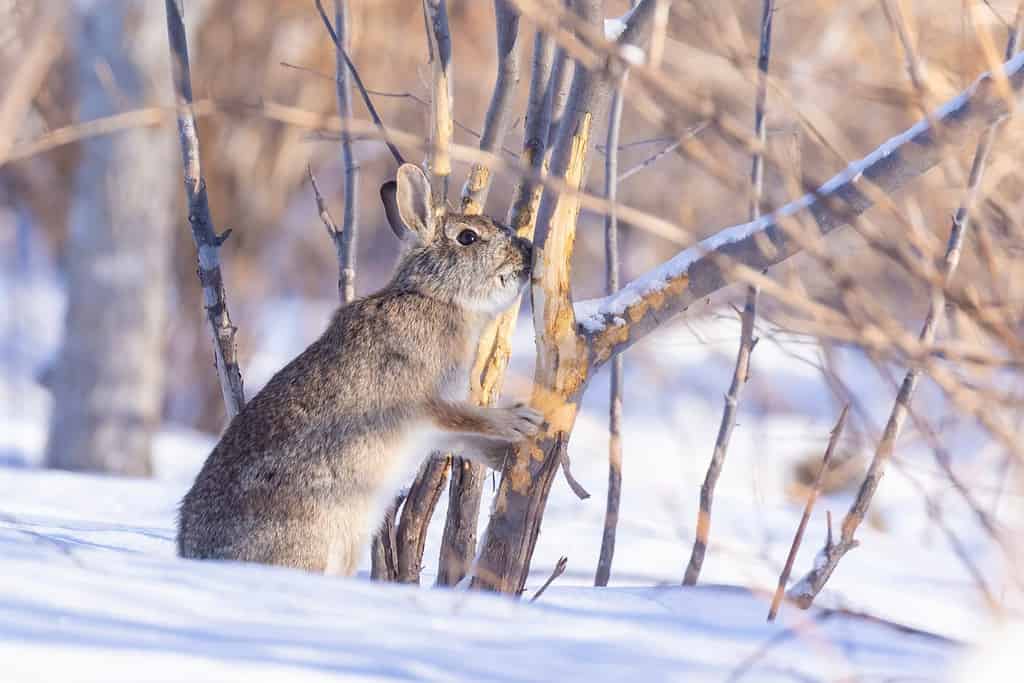 What Do Rabbits Eat in the Winter? 7 Common Foods - A-Z Animals