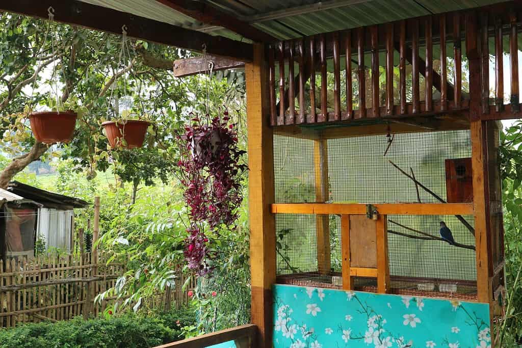 5 Amazing Homemade Birdcage Ideas - A-Z Animals