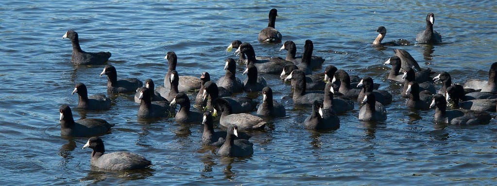 Discover the American Coot, the Bird that Looks Like a Duck, but Isn’t ...