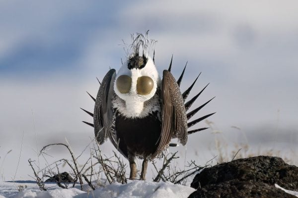 Love on Display: Inside the Wild World of Lekking - A-Z Animals