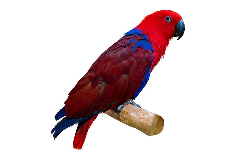 The 130 Best and Most Creative Red Bird Names - A-Z Animals