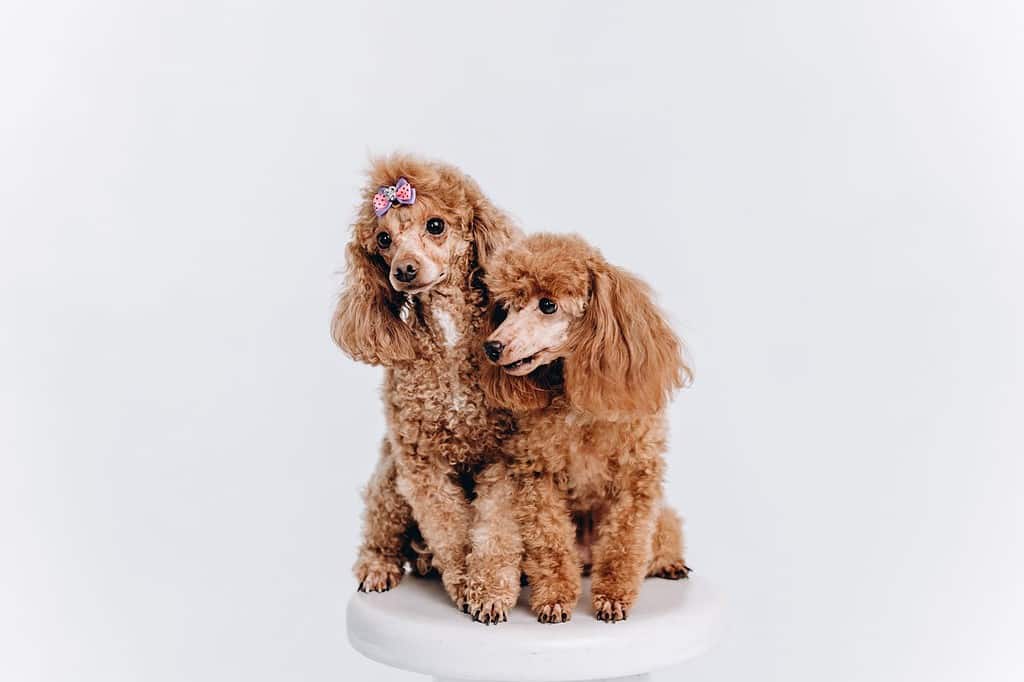 Male vs. Female Poodle: 4 Key Differences - A-Z Animals