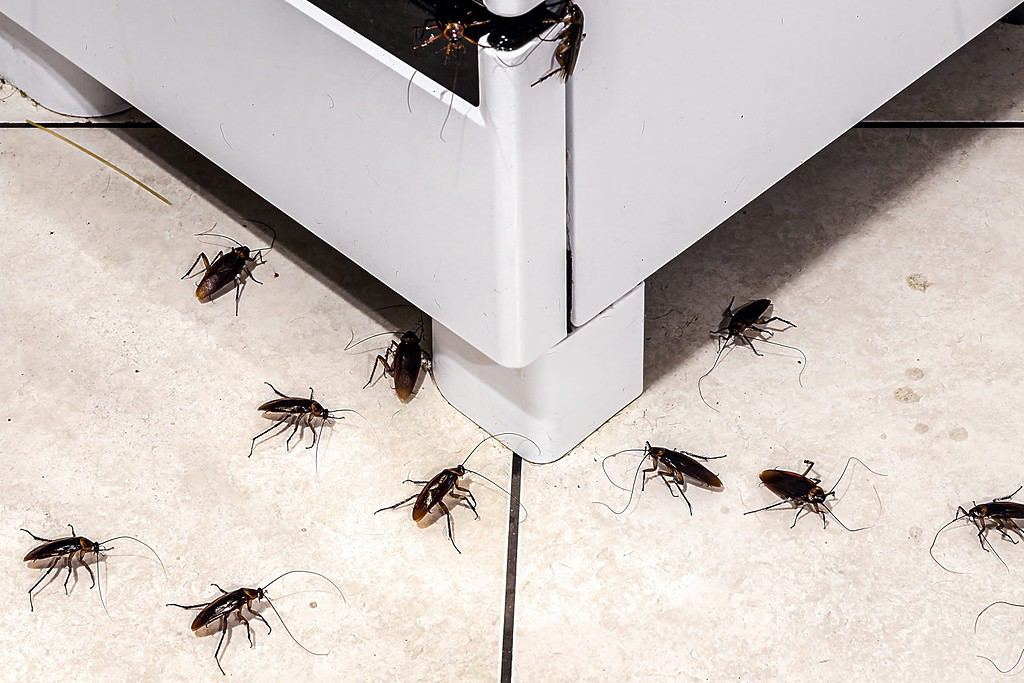 5 Common Places Roaches Like to Nest in Your Home - A-Z Animals