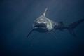 How Do Sharks Communicate? - A-Z Animals
