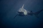 How Do Sharks Communicate? - A-Z Animals