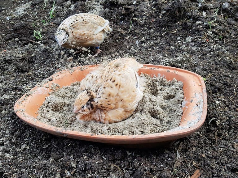 Baby Quail Chick: 8 Pictures and 8 Incredible Facts - A-Z Animals