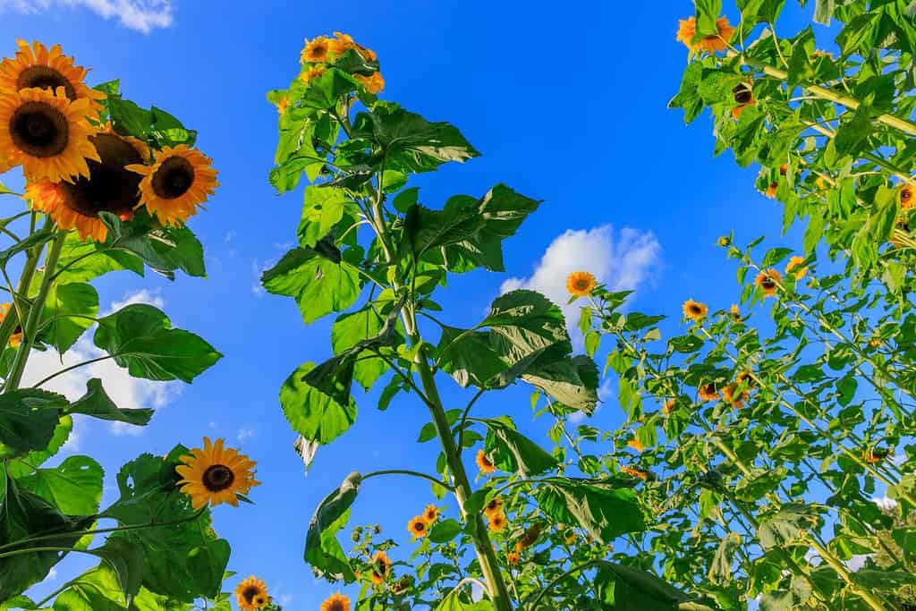 The Tallest Sunflower Ever Grown Soared 3-Stories into the Sky - A-Z ...