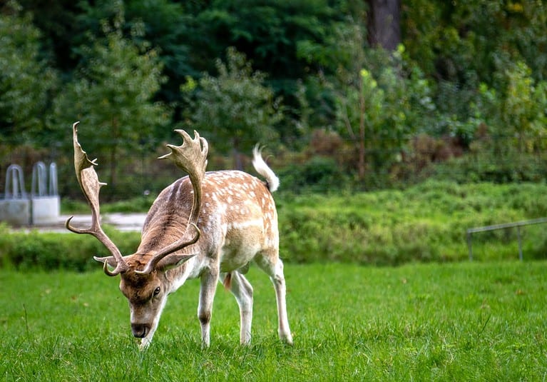 How Do Deer Communicate With Each Other? - A-Z Animals