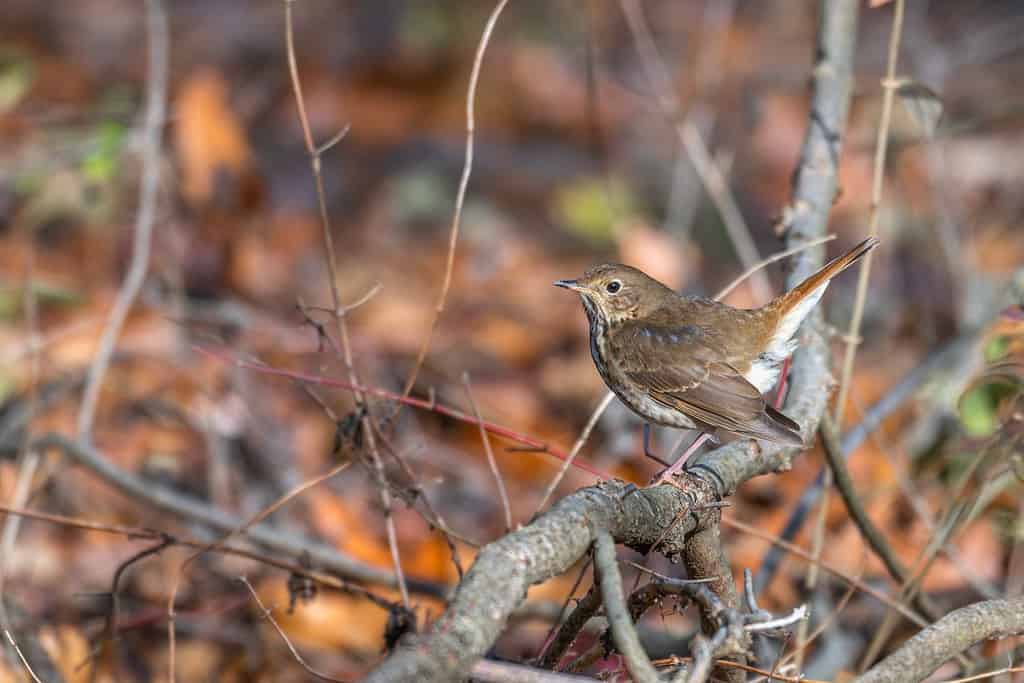 Discover the Official State Bird of Vermont - A-Z Animals