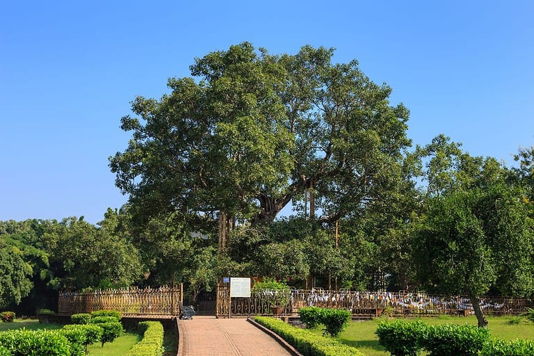 Discover the Bodhi Tree and Why It's So Important Throughout the World ...