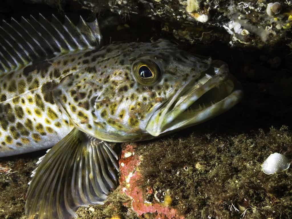 The Top 8 Animals with the Most Teeth in Their Mouths - A-Z Animals