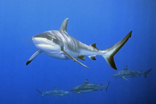 5 Ways Sharks Communicate and What Each Means - A-Z Animals