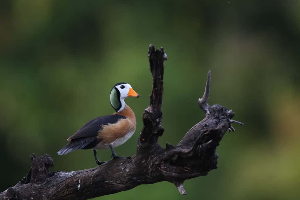 Meet the African Pygmy Goose, the Smallest Waterfowl in the World - A-Z ...