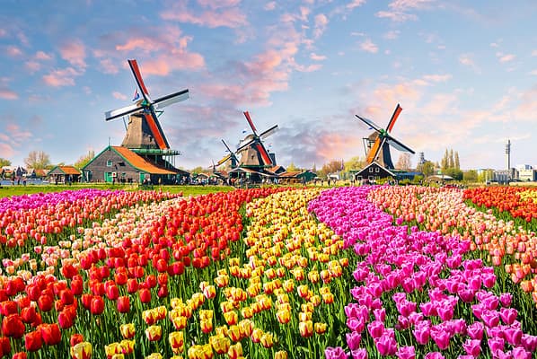 The 11 Most Expensive Flowers in the World in 2024 - A-Z Animals