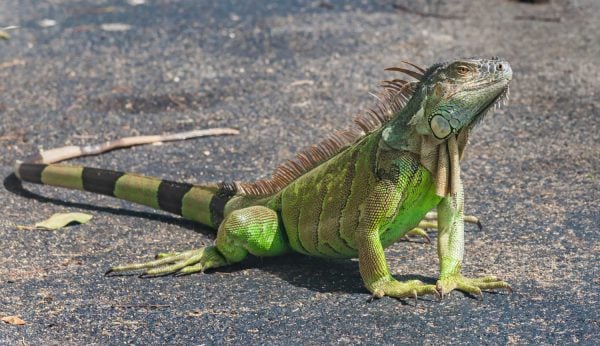 7 Amazing Animals That Can Freeze And Come Back To Life - A-Z Animals