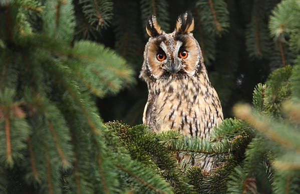 The Complete List of 26 Exotic Pets and Animals - A-Z Animals