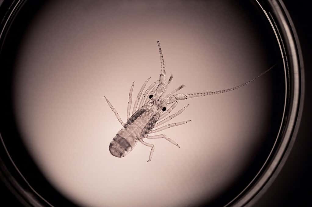 Baby Lobster: 7 Pictures and 7 Incredible Facts - A-Z Animals