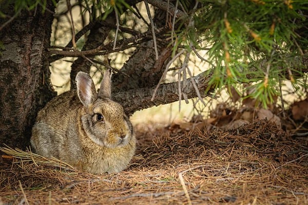 What Do Rabbits Eat in the Winter? 7 Common Foods - A-Z Animals